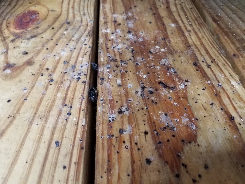 5 lessons I learned from a spider not named Charlotte – All Things Work ...